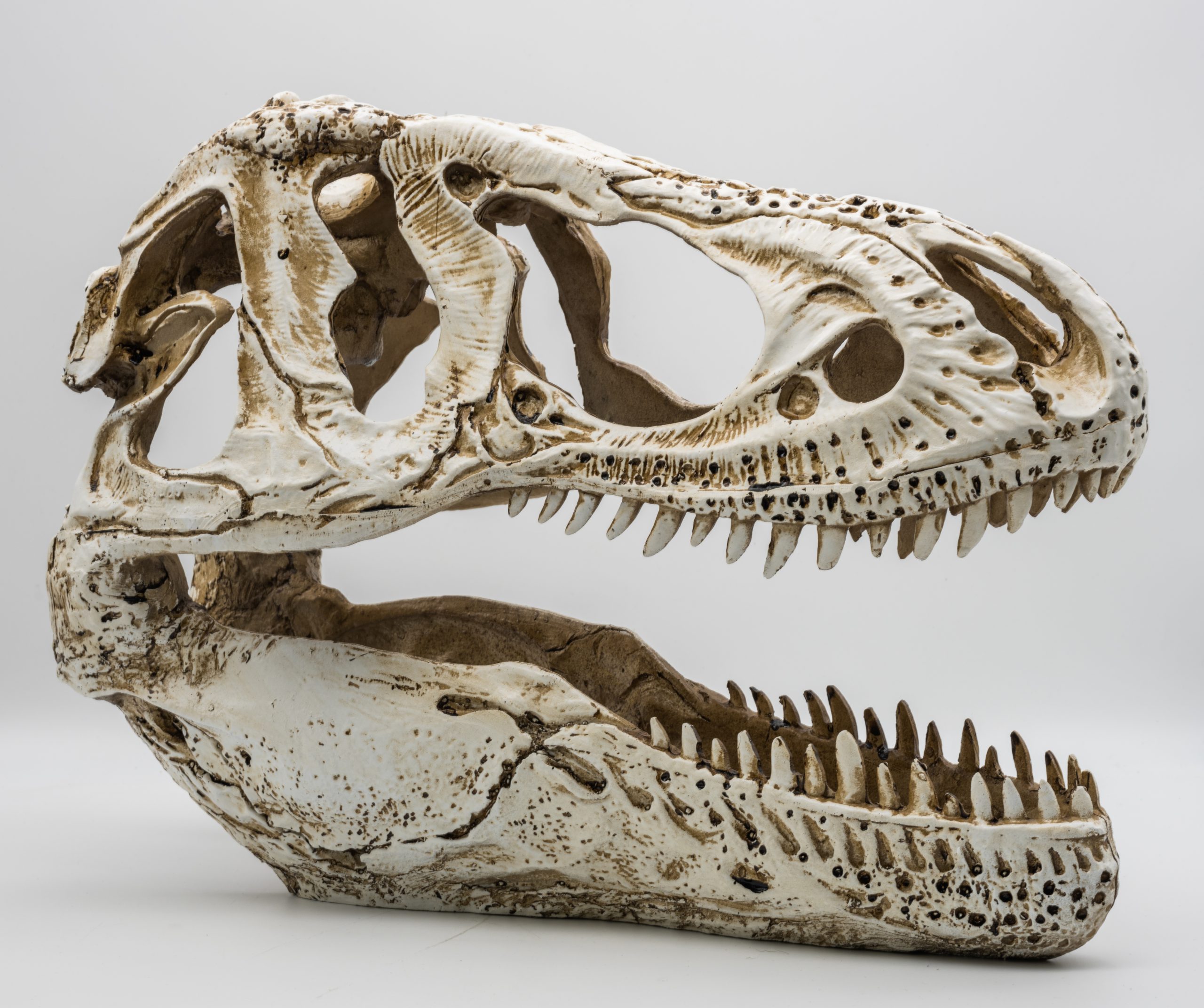 PR XL T-Rex Skull 38.5x18x28cm DPS065 | Peregrine