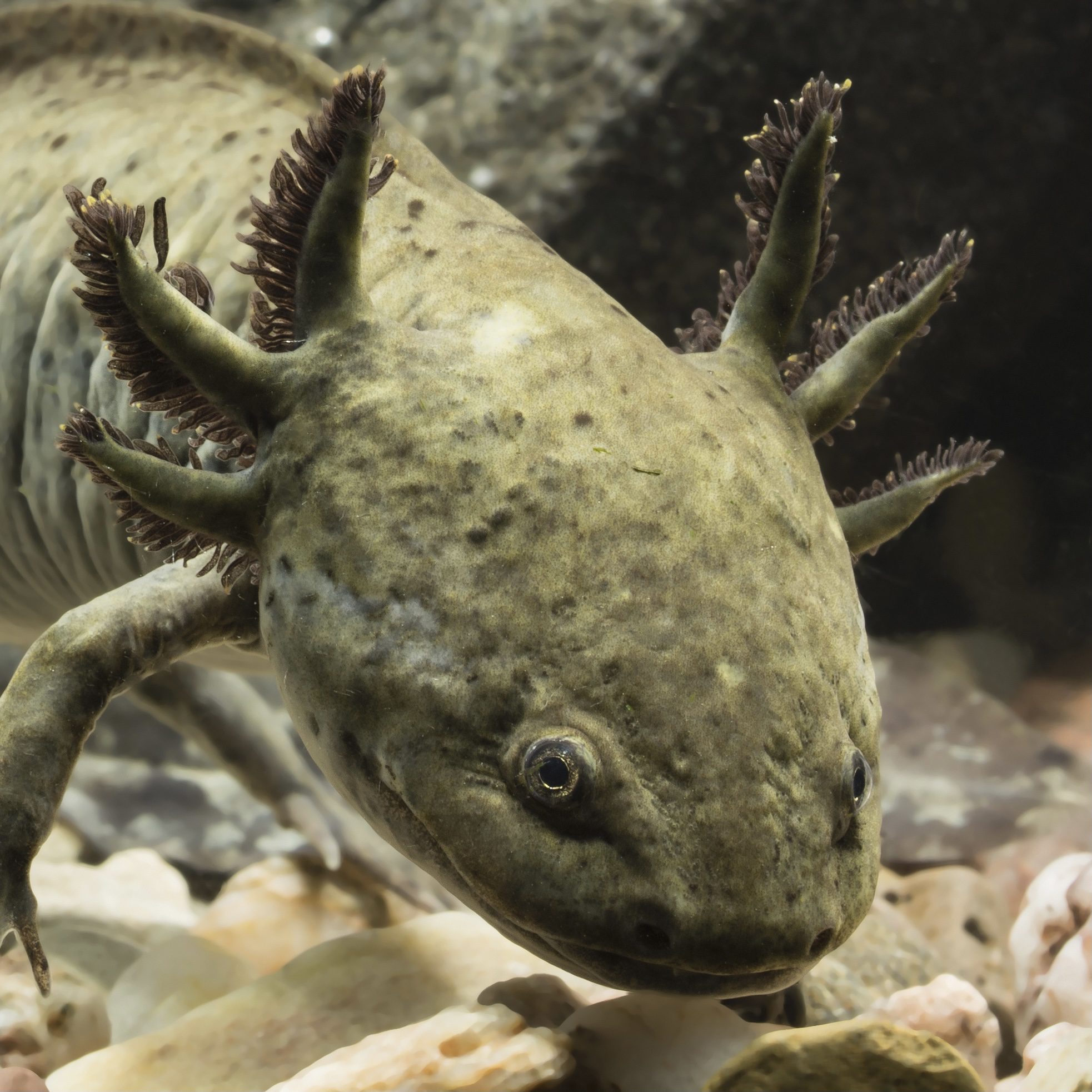 CB Axolotl "Wild Phase" | Peregrine