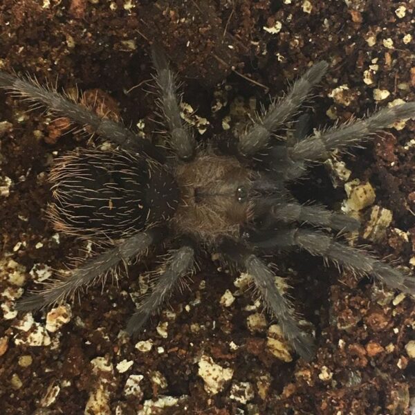 CB Mexican Rose Grey Tarantula – Peregine