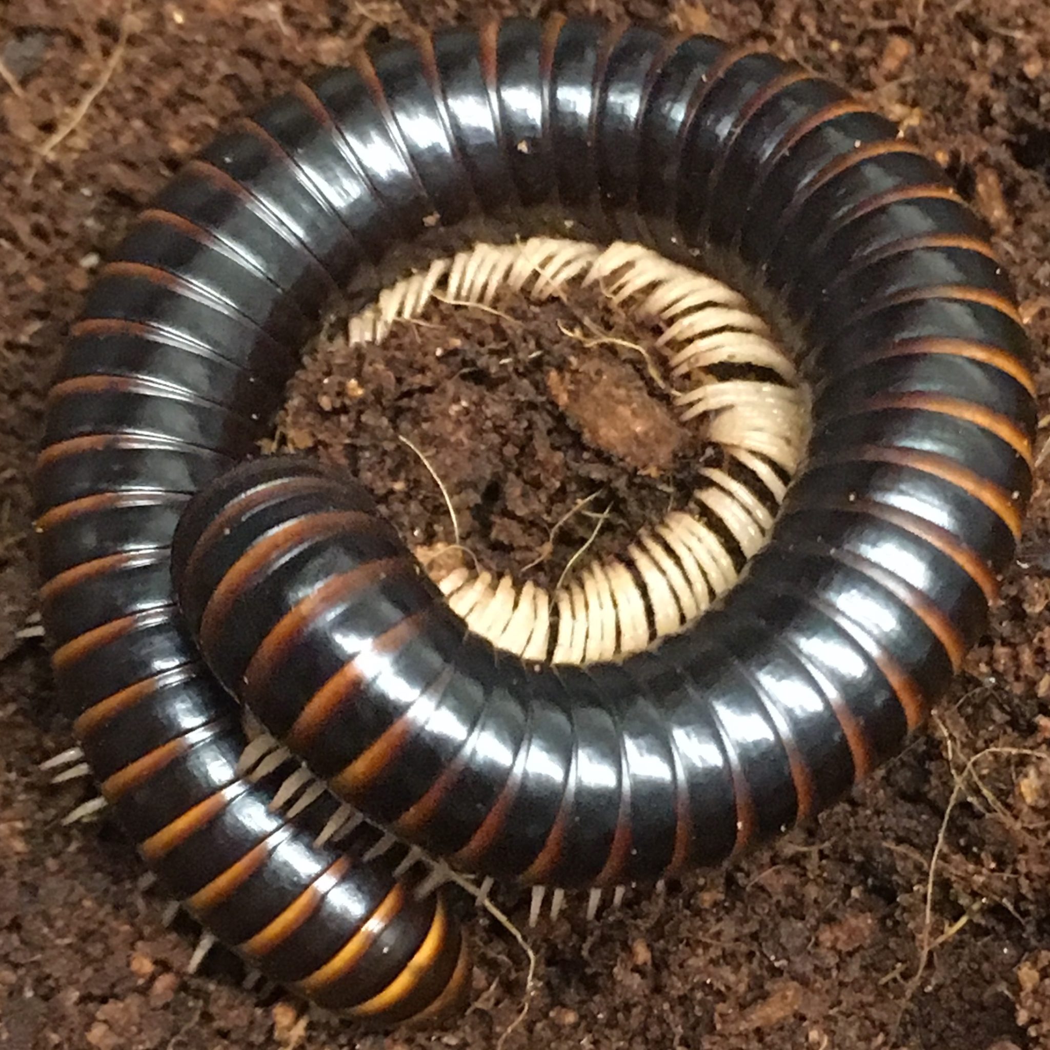 Millipedes – Peregine