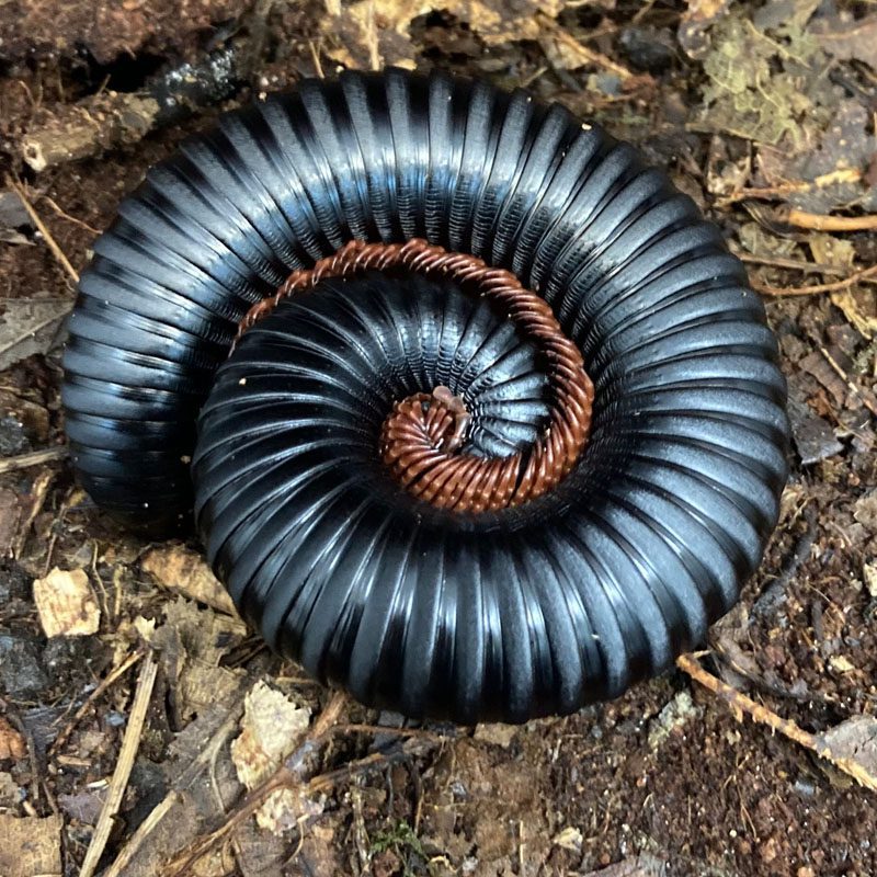 Millipedes – Peregine