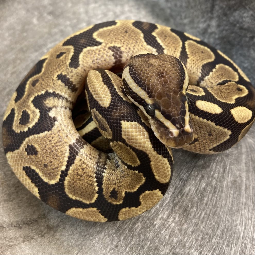 Royal Pythons | Peregine