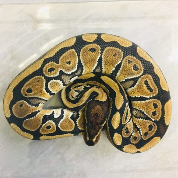 Royal Pythons – Peregine