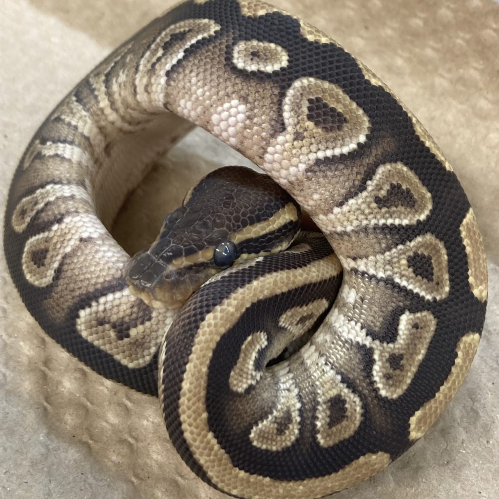 Livestock & Plants – Page 5 – Peregine