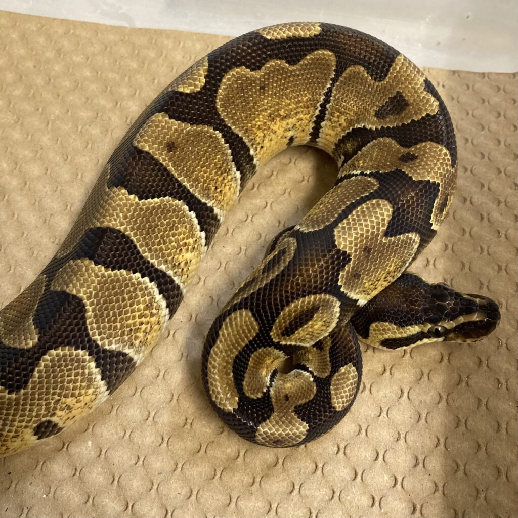 Royal Pythons | Peregrine