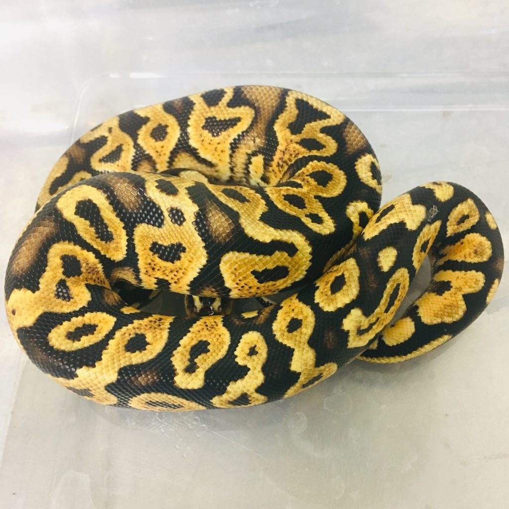 Royal Pythons – Peregine