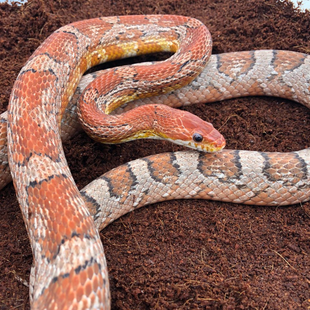 Corn Snakes – Peregine