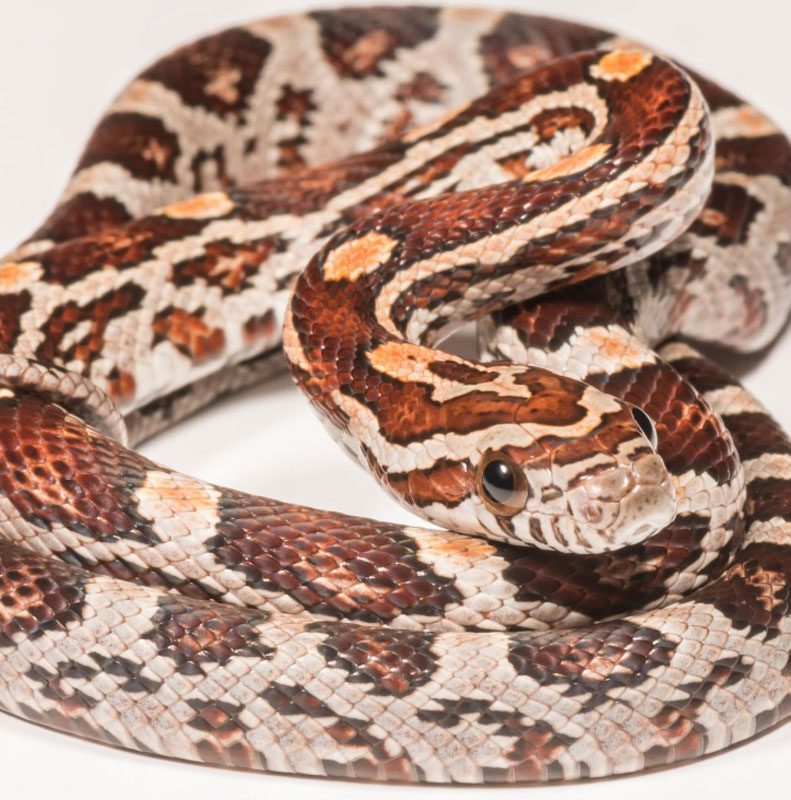 Normal Motley Corn Snake