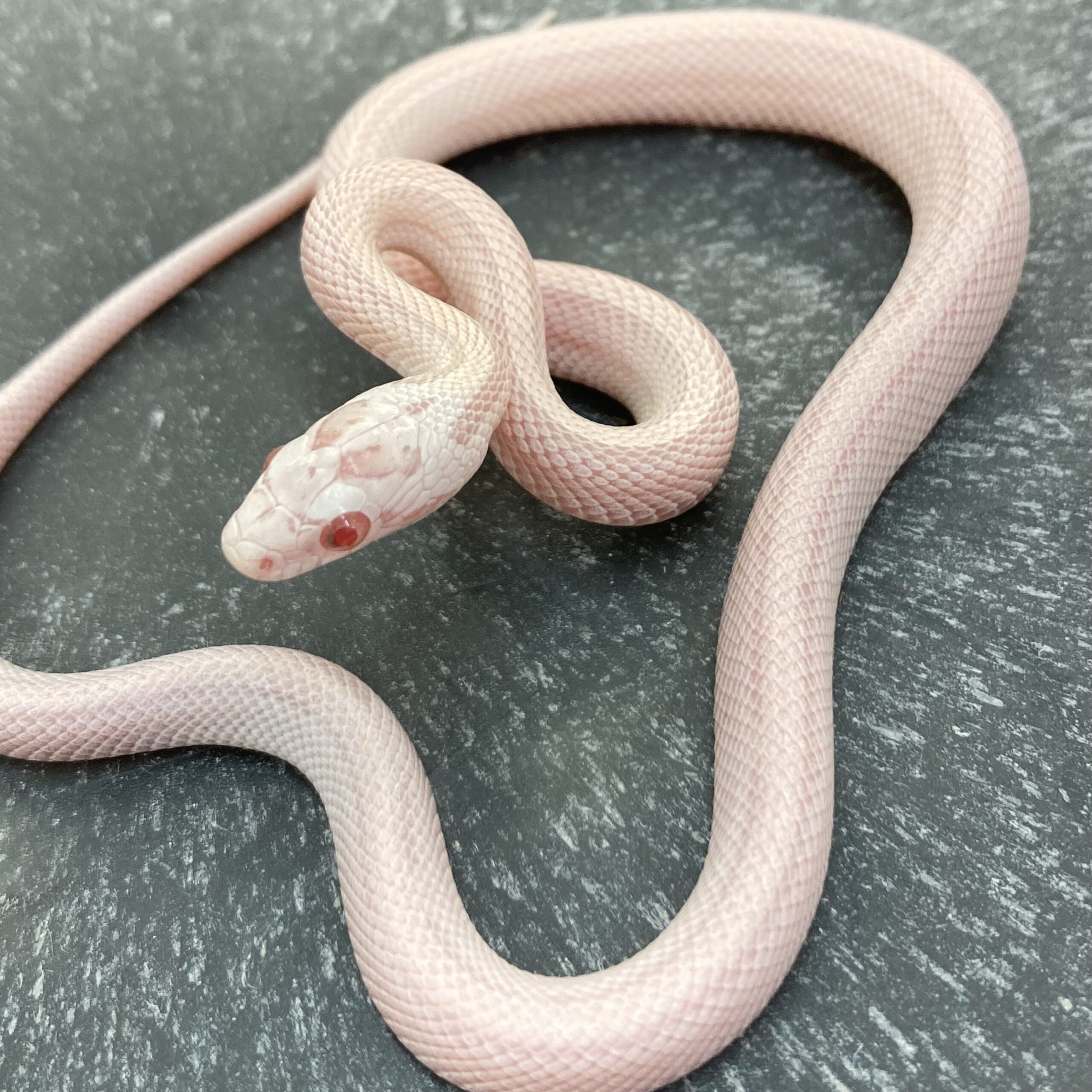 Snow Striped Corn Snake