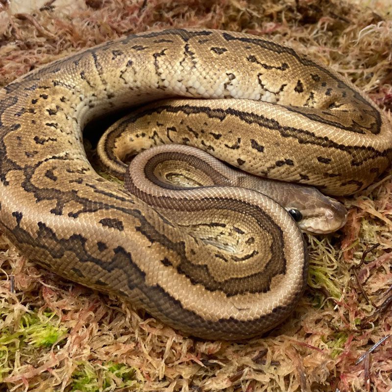 Royal Pythons – Peregine