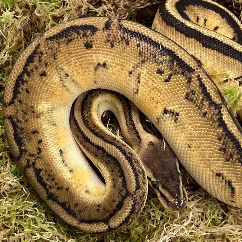 Royal Pythons – Peregine